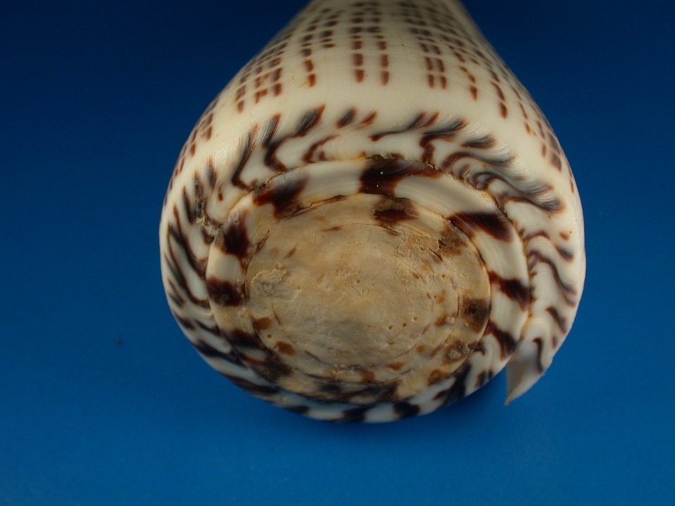 Conus leopardus, Great Pattern, 103.3mm, Fiji Shell G197 | eBay