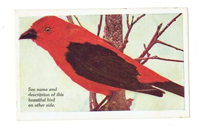 Vintage Postcard(3)Birds Chinese Ringneck Pheasant,Seagull's Flight ...