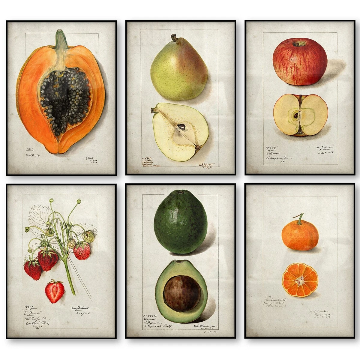 Vintage Fruit Prints