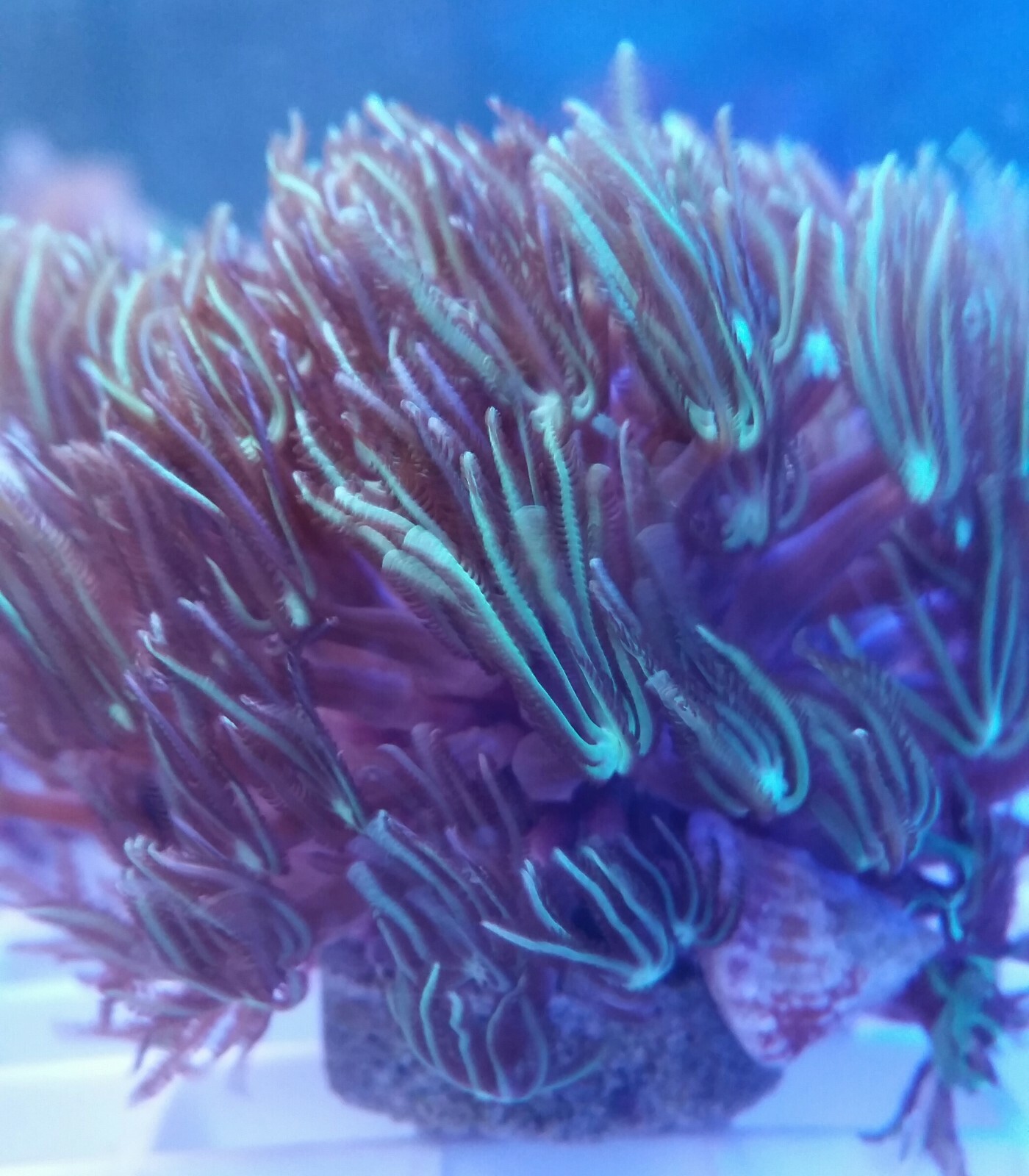 Live Aquacultured Large Green Long Polyp Pipe Organ Coral Colony 3"-3.5 ...