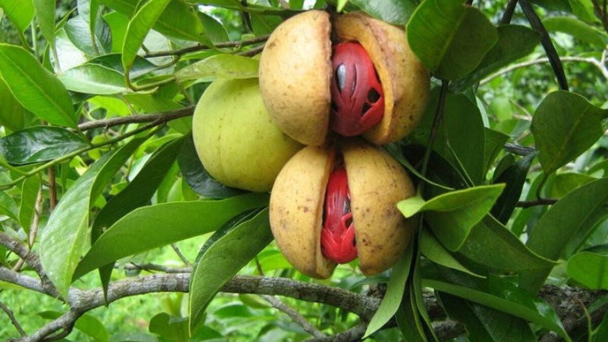 Grafteed Nutmeg Pala ( Myristica Fragrans ) Myristicaceae Tree Free ...