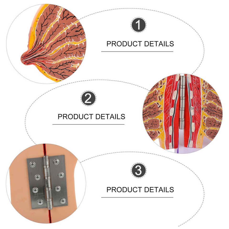 Lactagogue Stillen Pädagogisches Werkzeug Medizinische Anatomie Brust ...