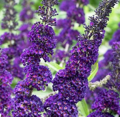 Buddleja Davidii 7 PURPLE BUTTERFLY BUSH 6” Live Flower Plant Unrooted ...