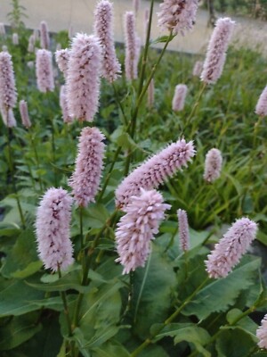 40 Persicaria Bistorta Seeds, perennial .Pink Flowers. | eBay