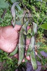 Hyacinth Bean King - The Longest Hyacinth Bean that Can Grow Over 16cm ...