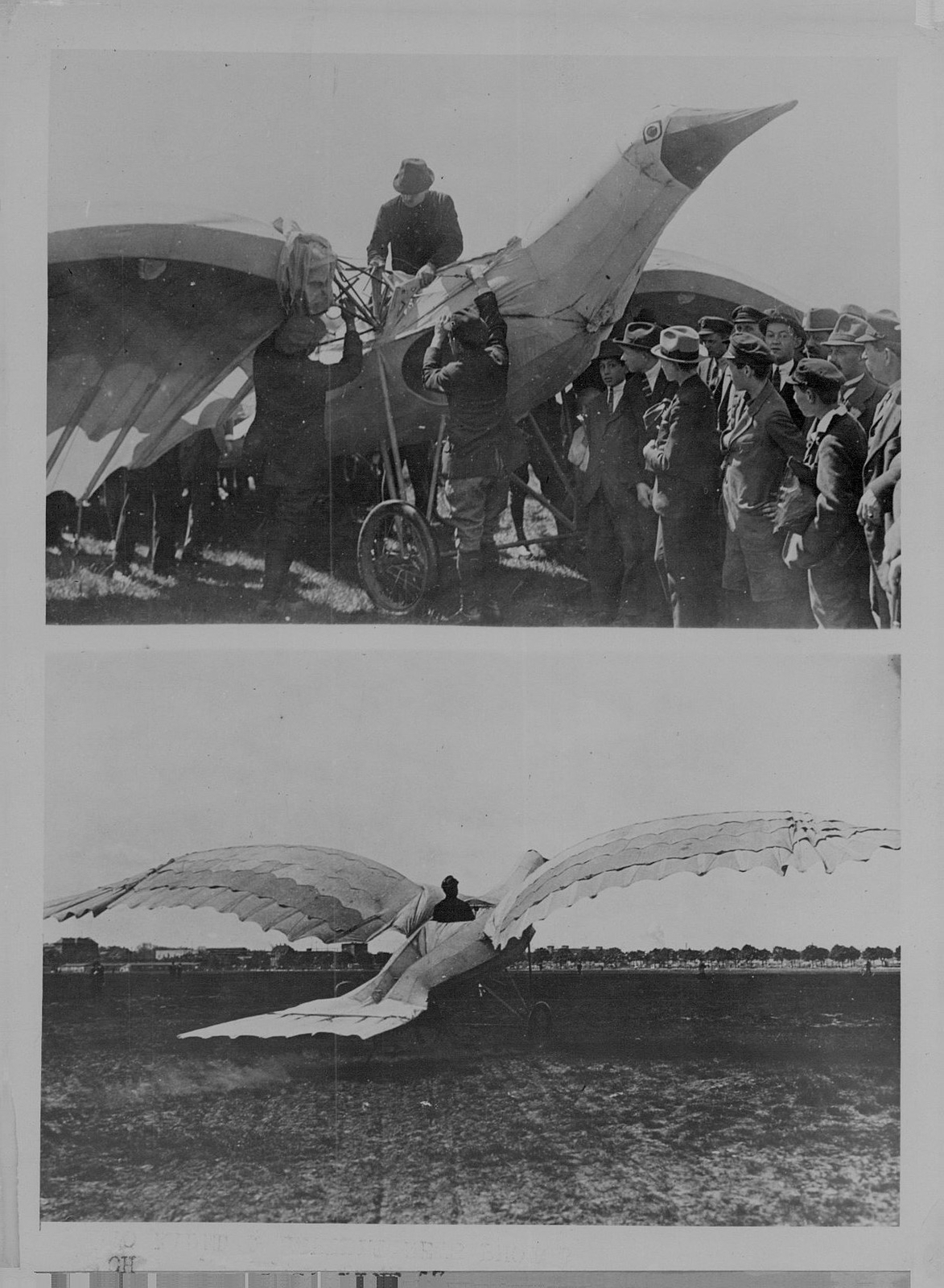 Motorless Airplane Made to Look Like A Bird Press Photo | eBay