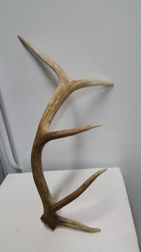 Nice craft 5pt COLORADO ELK ANTLER SHED whitetail rack mule deer | eBay