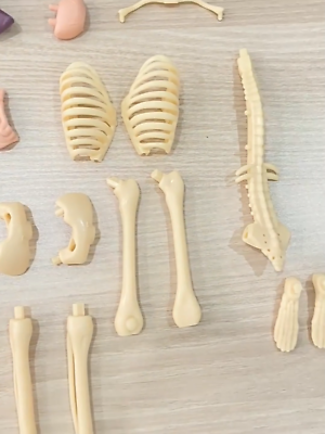 Diy Skeleton Toy Clear Human Body Structure Model, Anatomy Figure 3D ...