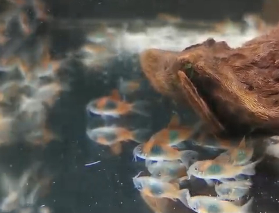 Orange Venezuela Cory x4, X4 Napoensis Cory x10 Zebra Danios Live Fish ...