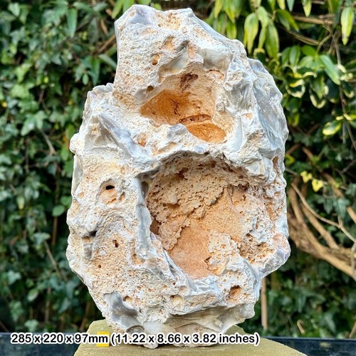 Fossil sponge in flint, grey chalk subgroup, cretaceous, white nothe ...