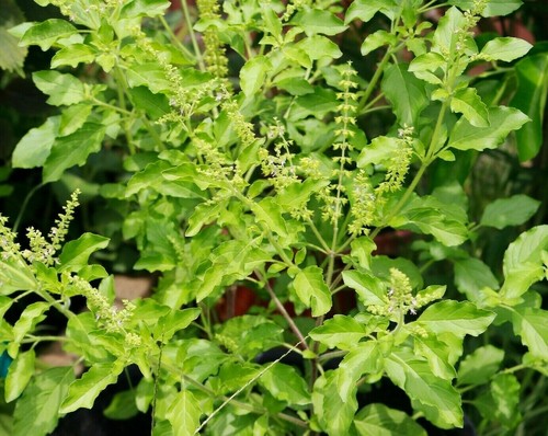 750+ Green Leaf Thai Holy Basil Seeds | Kappoor Tulsi Kraphao กะเพรา ...