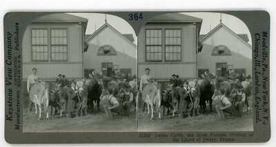 Canada TORONTO CNE Canadian National Exhibition Fair Jersey Cattle ...