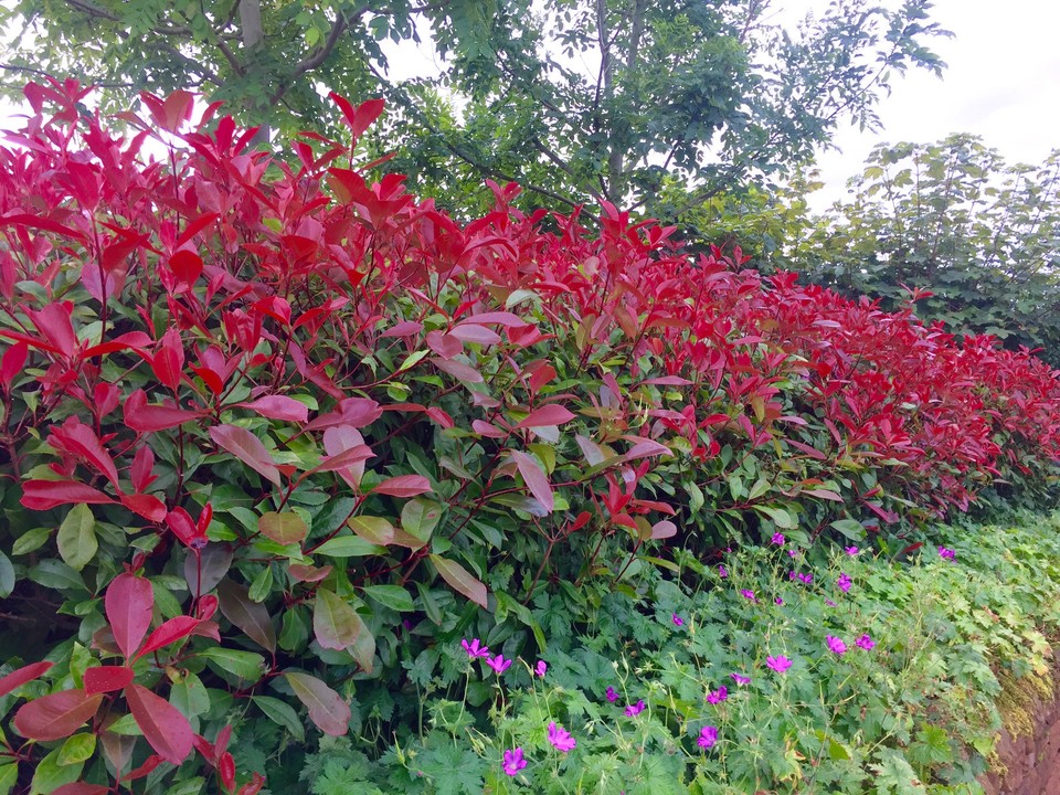15 Red Robin Hedging Photinia Evergreen Plants Fast Growing 25-30cm ...