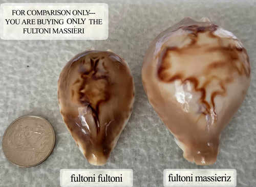 Cypraea fultoni f. massieri #4 69.3mm ULTRA! BIG RARE BEAUTY from ...