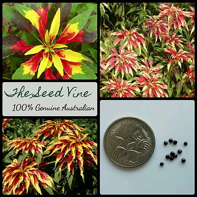 100+ JOSEPH'S COAT SEEDS ORGANIC (Amaranthus gangeticus) Tricolor ...