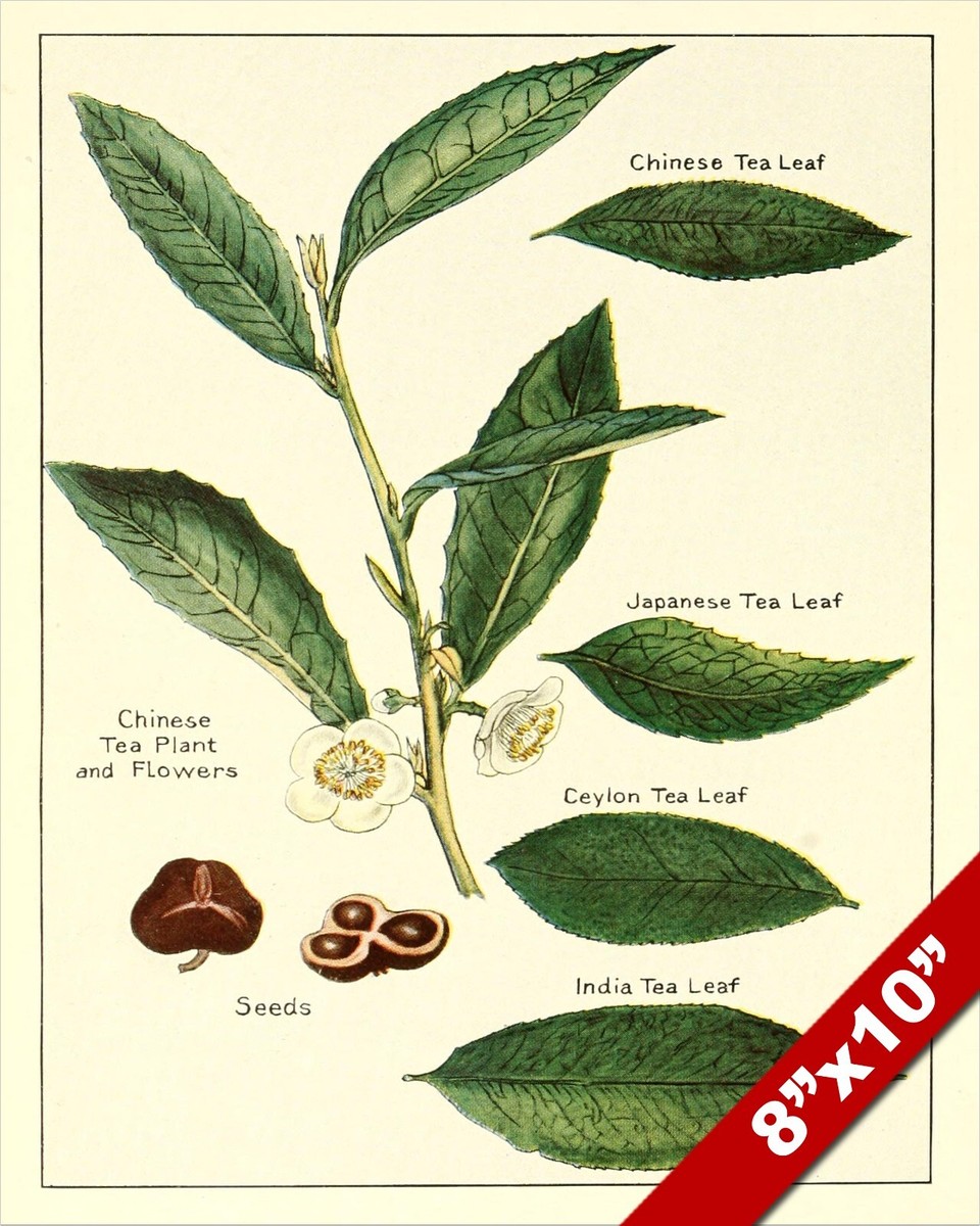 Tea Leaf Drawing