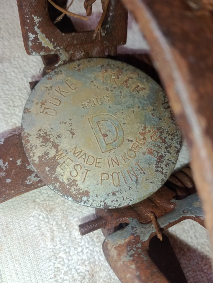 (6) Duke #3CS Double Coil Spring Coyote Traps great Shape(2) Vintage ...