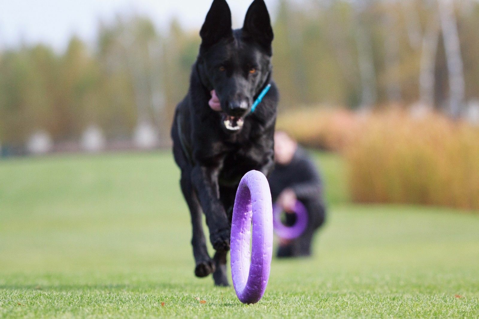 Dog Toy Puller 11" Two Rings Fitness For Dogs Ideal For All Breed Dog ...