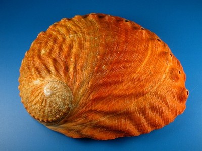 Haliotis ruber, Great Sculpture and Bright Color, 140.7mm, Australia ...