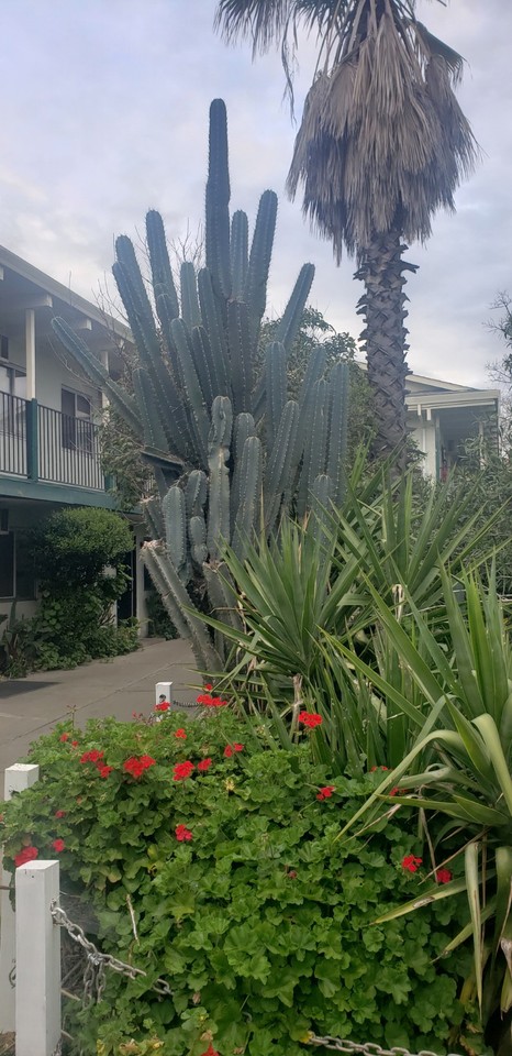 Fairytale Cactus Top Cuttings Only 9 To 12 Inch Each Rooted beautiful Cactus | eBay