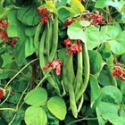 Climbing Bean Scarlet Runner Seeds Heirloom Vegetable Seeds NonGMO ...