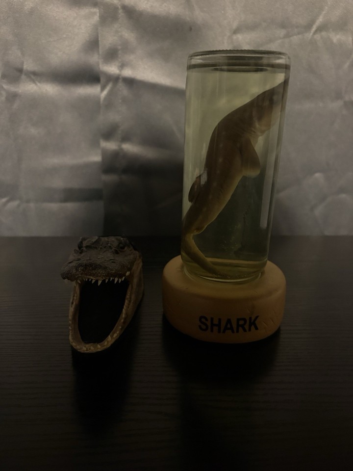 Alligator Head Real Gator, Small 6-inch Baby Shark In A Jar | eBay