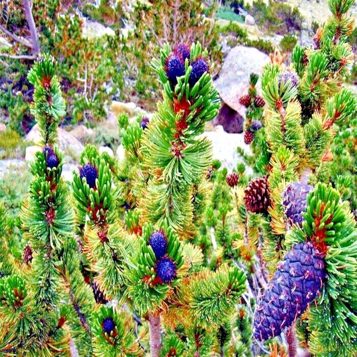 10 Bristlecone Pine Seeds (Pinus aristata) "OLDEST Living Tree in the ...