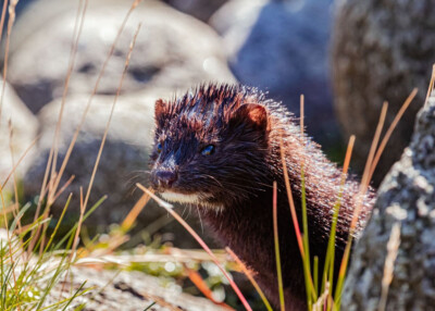 Mink PREMIUM POSTER FILM PRINT HIGH QUALITY Thick paper | eBay Australia