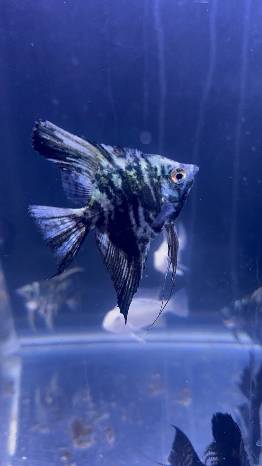 1 Blue Marble Angelfish Silver Dollar Size - Unsexed | eBay