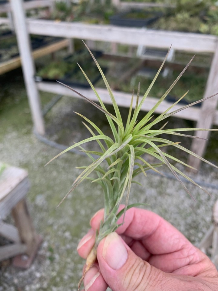 Tillandsia araujei "Closed Form"-Single Plants 5-6 inches tall | eBay