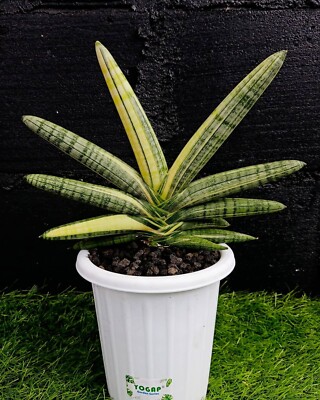 Sansevieria Hybrid Boncel Variegated (buy5 free 1plant) + phitosanitary ...