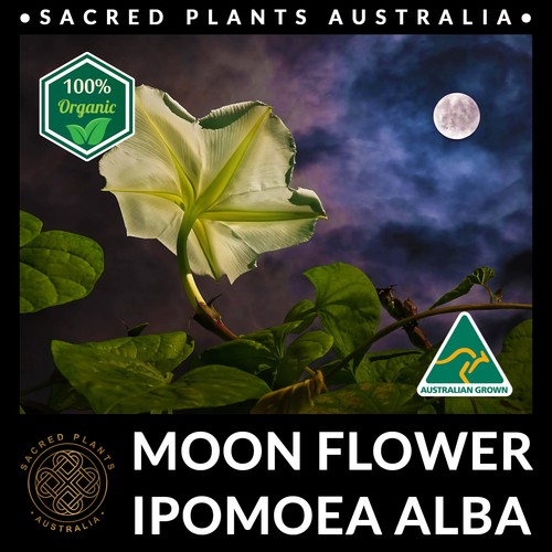 MOON FLOWER 5 Seeds Morning-Glory Ipomoea Alba Medicinal Sacred Shaman ...