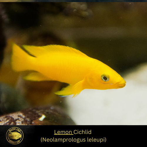 Lemon Cichlid - Neolamprologus leleupi - Live Fish (2"+) | eBay