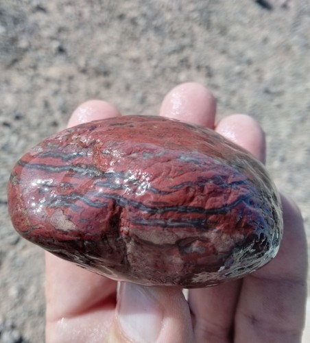 6.94 oz. Colorado River DINOSAUR COPROLITE Arizona Fossil Fossils ...