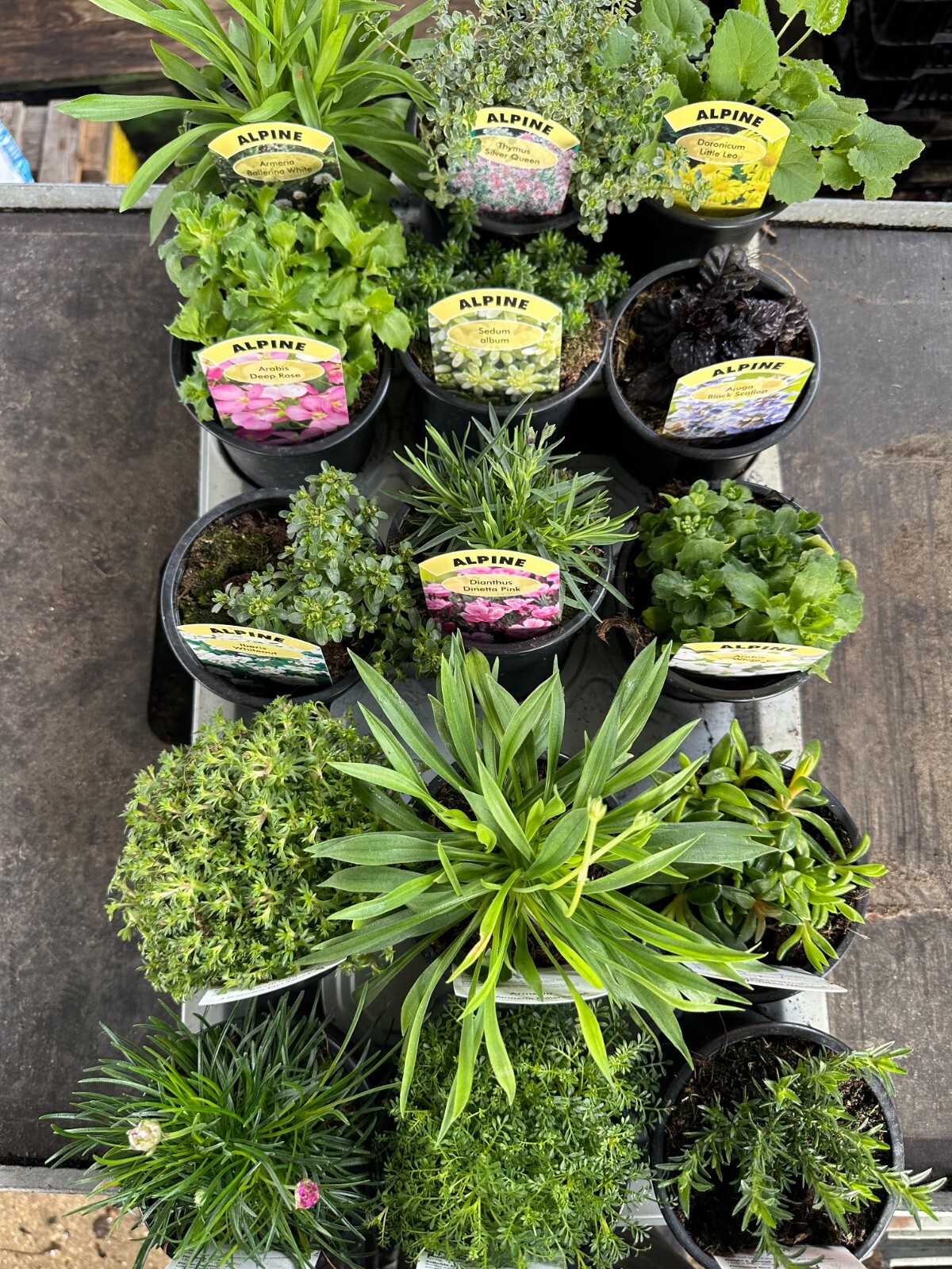 6 MIXED ALPINES & PERENNIAL PLANTS, 9CM POTS MIXED VARIETIES HARDY ...