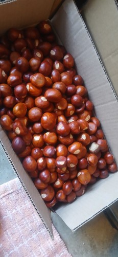 2 Buckeye Tree Seeds for Planting State Tree of Ohio Aesculus glabra | eBay