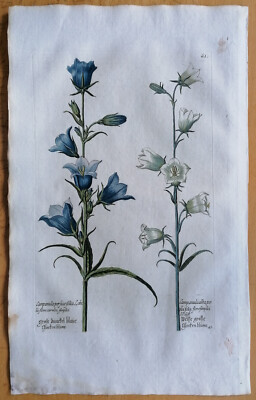 Campanula persicae Bellflower - Large Botanical Print Knorr Thesaurus ...