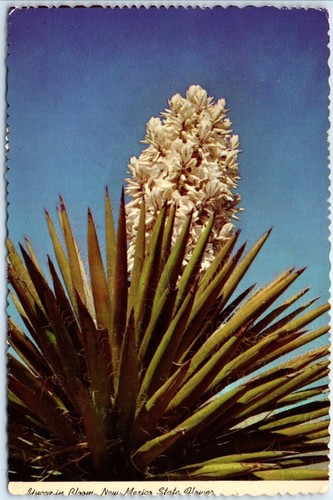 Postcard Yucca in Bloom State Flower Spanish Bayonet Desert New Mexico ...
