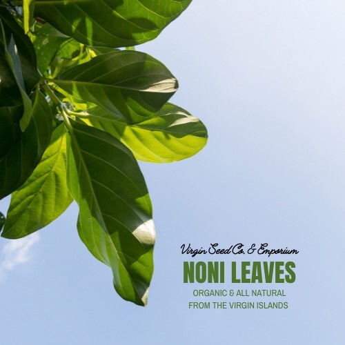1.5 oz Real Noni Dried Leaves Herbal Tea 100% Organic Anti AGING WOMEN ...