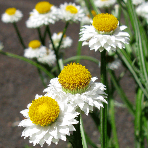 Ammobium Alatum Grandiflorum - 2500 Seeds - WINGED EVERLASTING Daisy ...