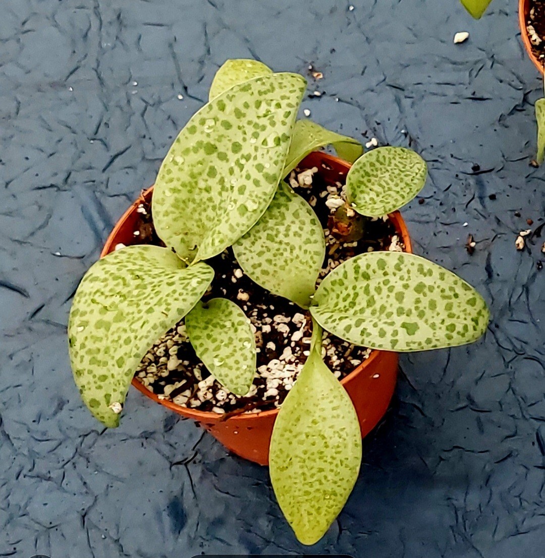 Drimiopsis kirkii rare exotic scilla leopard succulent 2 Sm bulbs plant ...