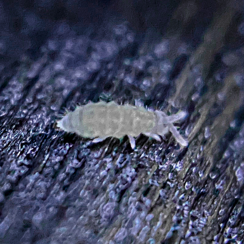 50+ Purple Podura Springtails (Ceratophysella sp.) Live BioActive ...
