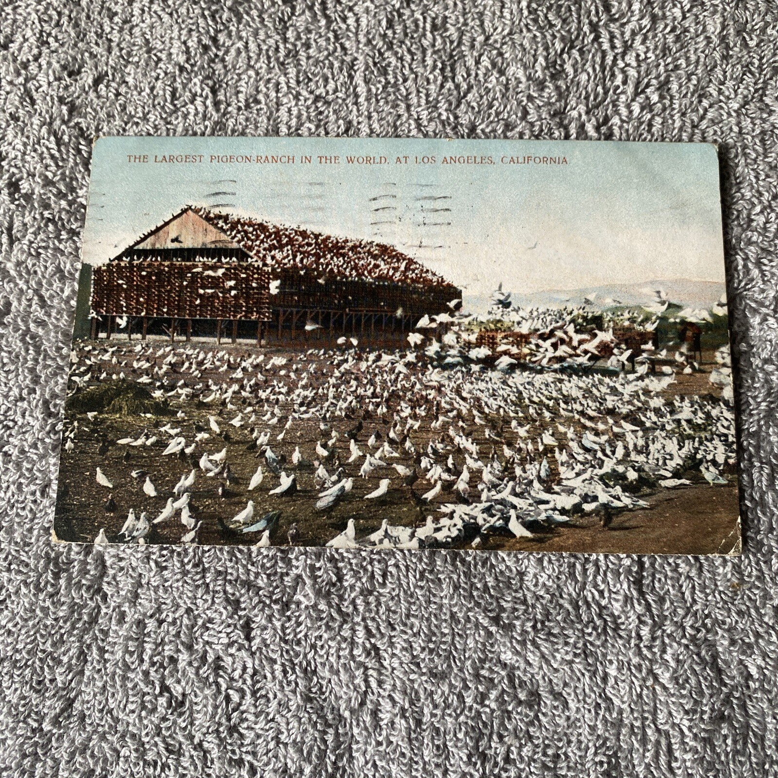 1908 California CA Largest Pigeon Ranch Postcard Old Vintage Free ...