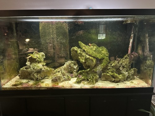 100 Gallon Salt Water Fish Tank Plus Live Rock / Filtration System And ...