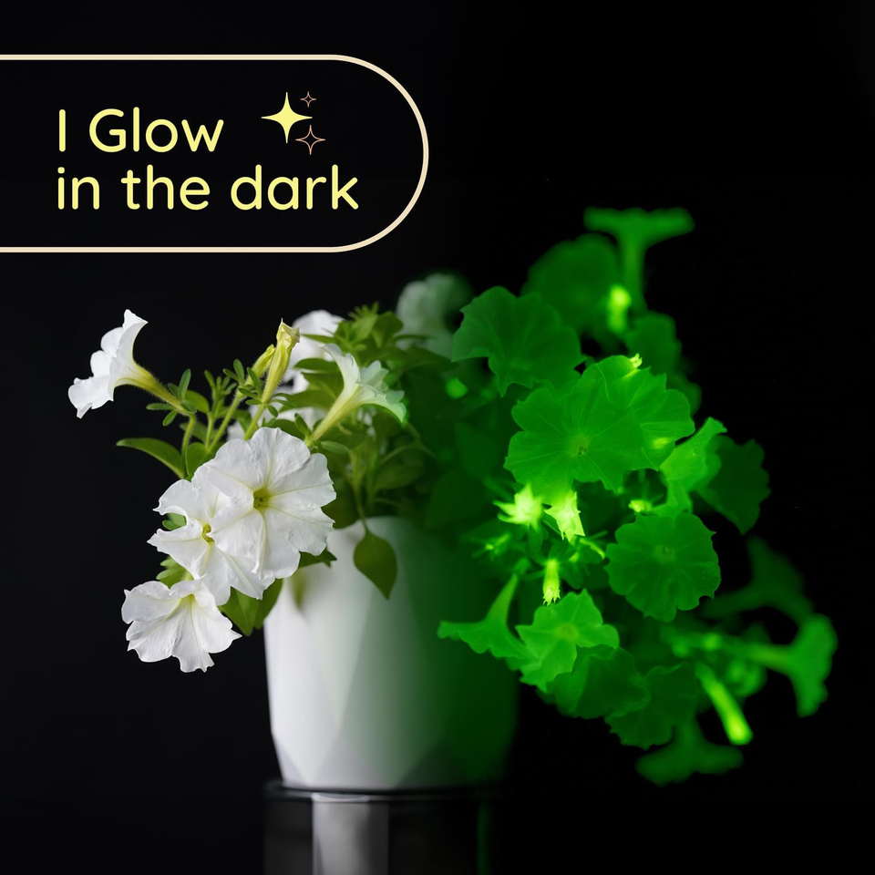 Firefly Petunia Live Plant (3-Pack) | Glow-In-The-Dark Flowers for ...