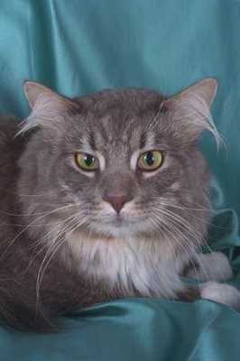 458046 Maine Coon Blue Tabby A4 Photo Print | eBay UK