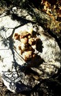 Gift Package 2oz size Pinyon Resin Pine Resin Sap Pinon Hand Picked AZ ...