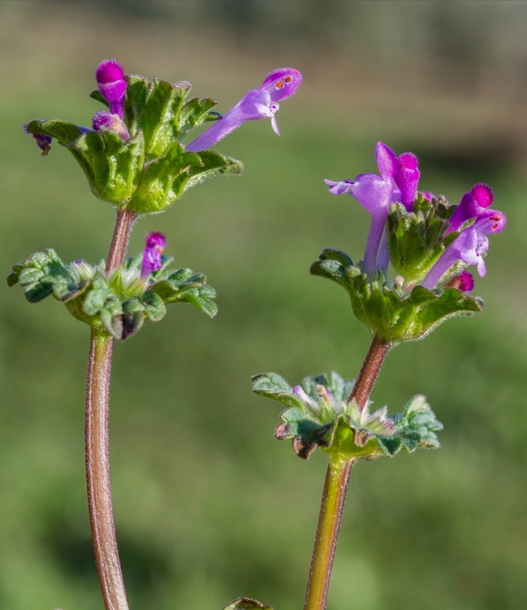 50++ Henbit Herb SEEDS (Lamium amplexicaule) Medicinal Organic 03/2025 ...