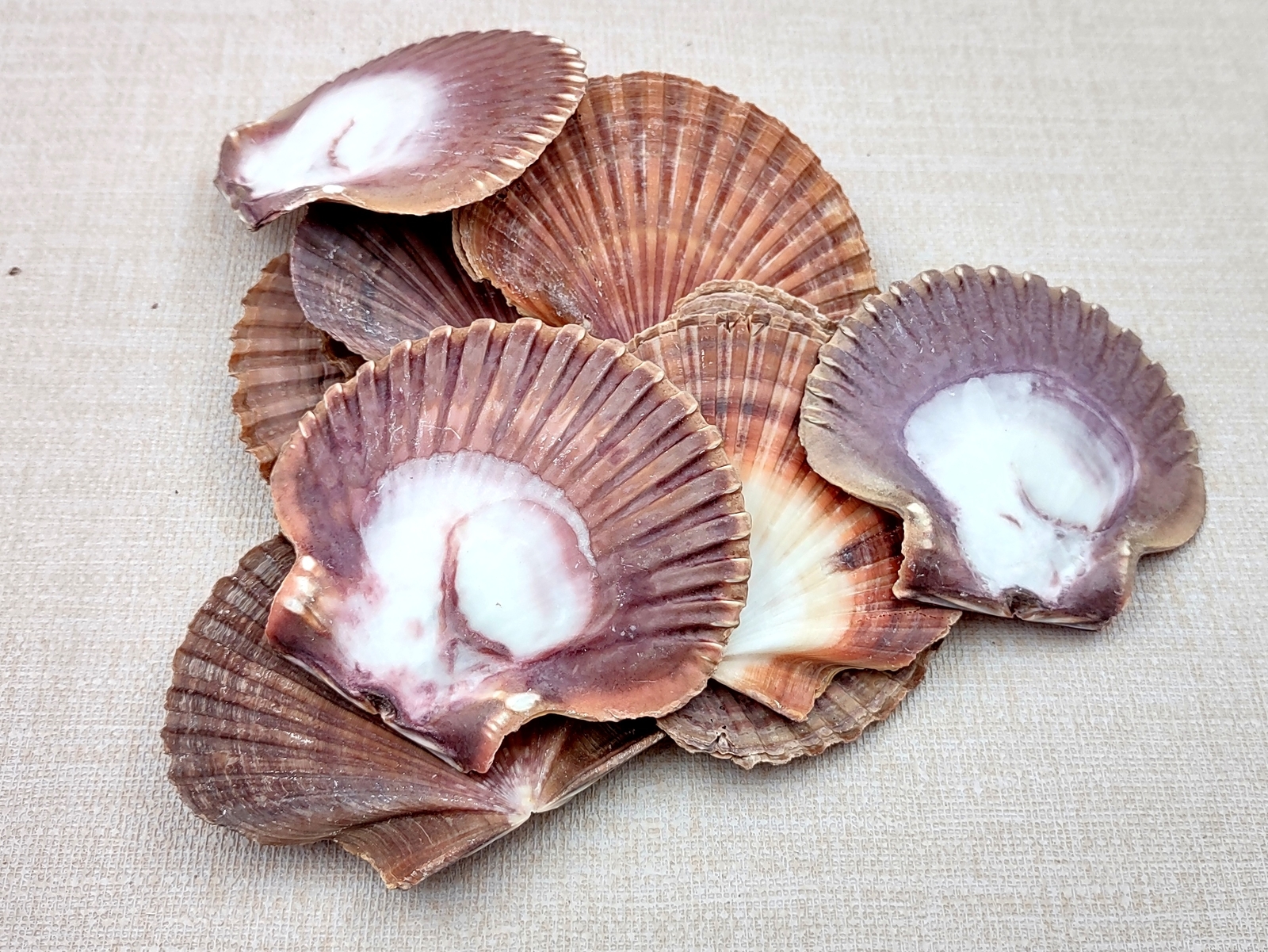 Mexican Flat Scallop Seashells Red Brown (10 shells approx. 2+ inches ...