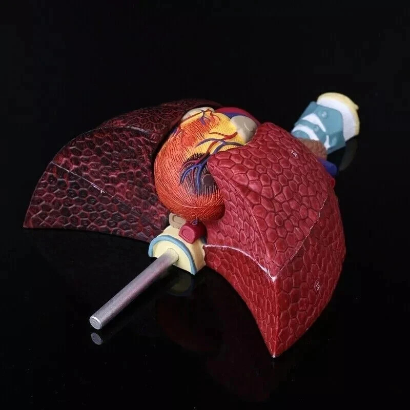 Human Lung Model Anatomical Respiratory System Anatomy Teaching Tool ...
